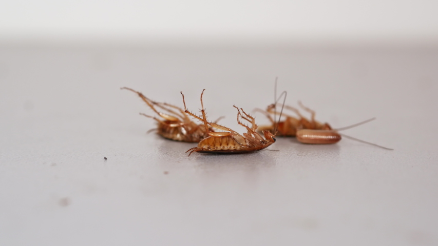 Cockroaches Die from Poison, Insects Stock Footage Video (100% Royalty ...