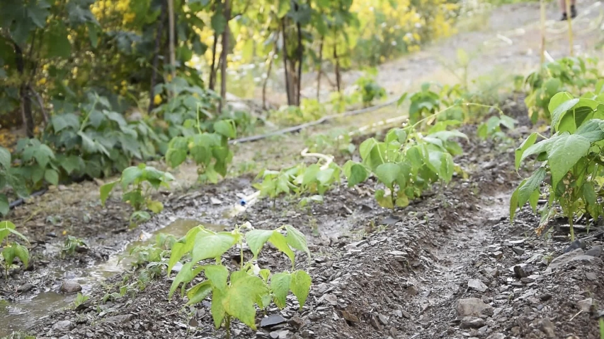 Man Watering Young Bean Plants. Stock Footage Video (100% Royalty-free ...