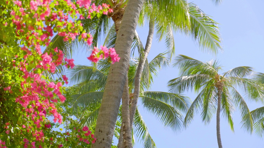 Polynesian Background Stock Video Footage - 4K and HD Video Clips ...