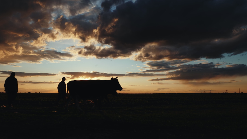 Cattle Drive Sunset Stock Video Footage - 4K and HD Video Clips ...