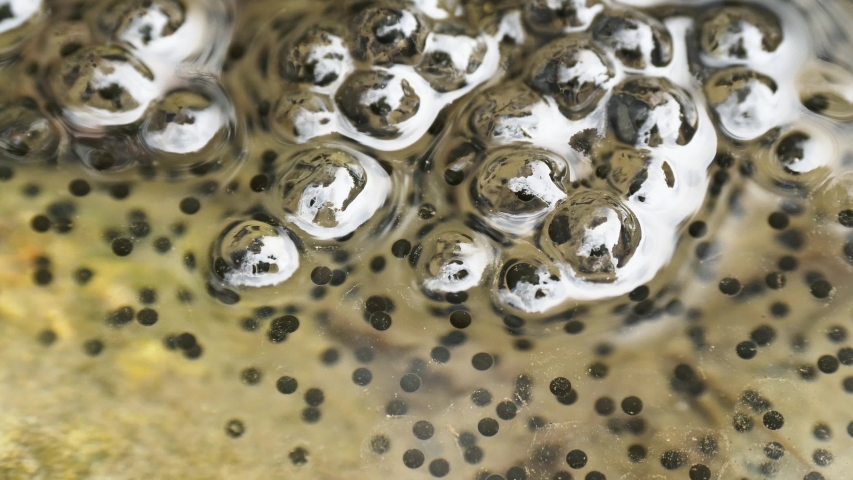 frog spawn eggs montane brown rana Stock Footage Video (100% Royalty ...