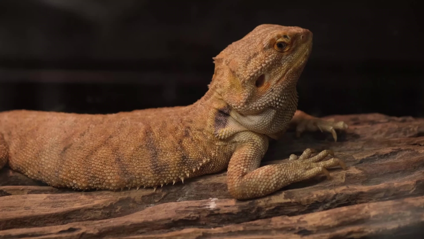Bearded Dragon Stock Video Footage - 4K and HD Video Clips | Shutterstock