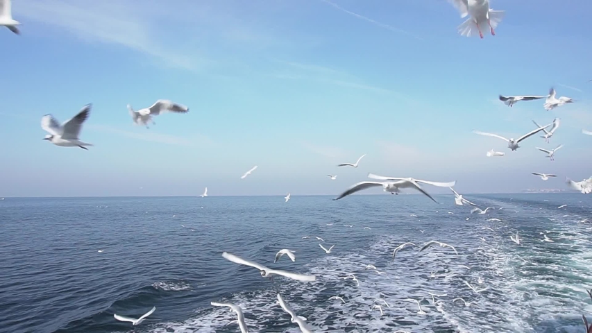 Flying Seagull over water image - Free stock photo - Public Domain ...