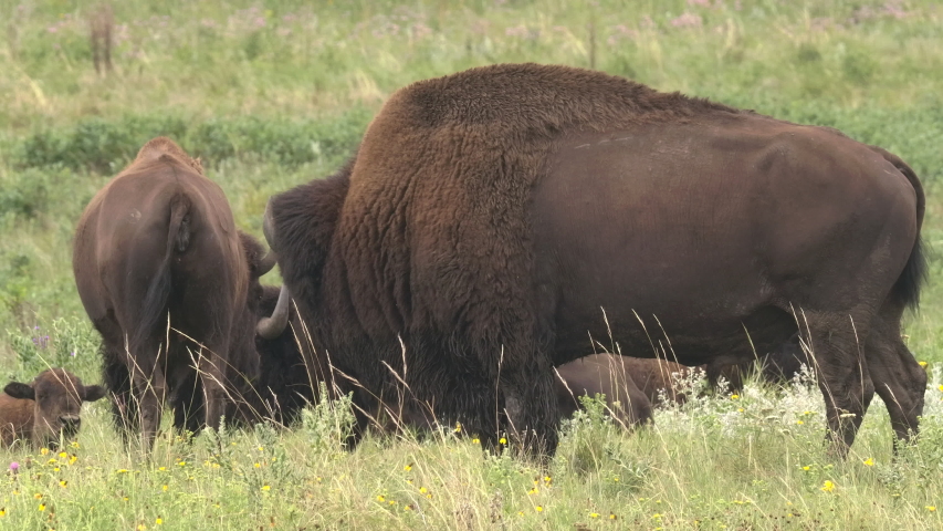 Bison sitting in the Grass image - Free stock photo - Public Domain ...