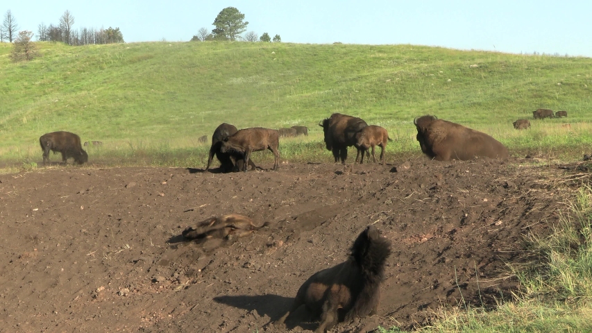 Bison Rolling Around image - Free stock photo - Public Domain photo ...