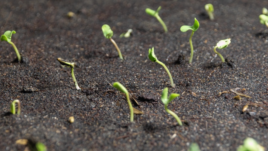 Plant Grafting Stock Video Footage - 4K and HD Video Clips | Shutterstock