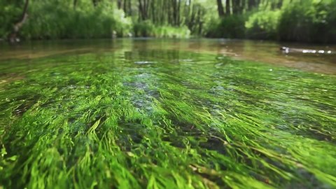 Underwater Freshwater Lake River Spring Scenery Stock Footage Video ...