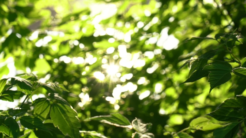 Green Sun Burst Background Stock Video Footage - 4K and HD Video Clips ...