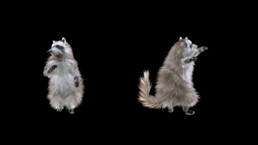 Raccoon Dance Cg Fur 3d Stock Footage Video (100% Royalty-free ...