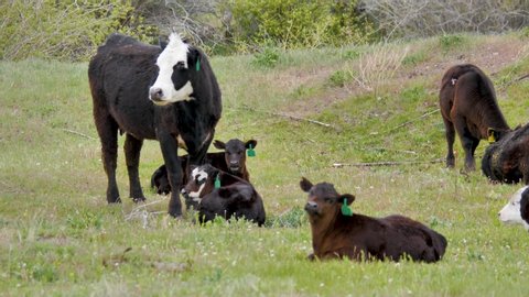 mating cow bull Stock Footage Video (100% Royalty-free) 1021307446 ...