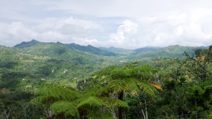 Rainforest puerto rico Stock Video Footage - 4K and HD Video Clips ...
