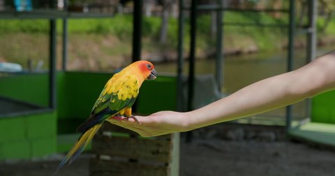Vet Bird Examination X Ray Parrot Stock Photo (Edit Now) 1724989123