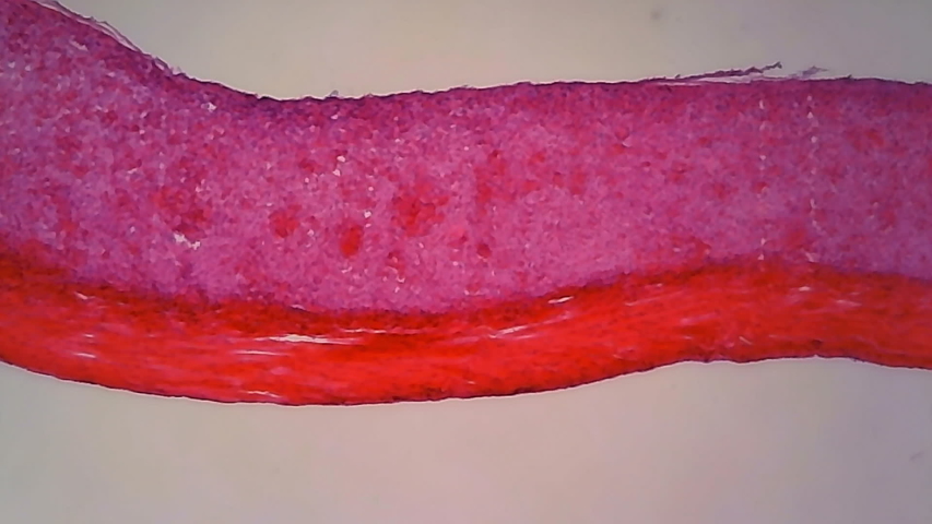 microscope human fibrous connective tissue 500x Stock Footage Video ...