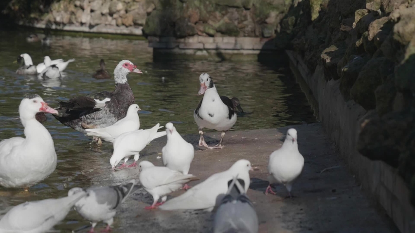 Group of ducks in the park image - Free stock photo - Public Domain ...