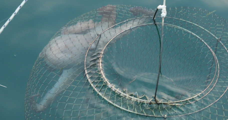 64 Octopus traps Stock Video Footage - 4K and HD Video Clips | Shutterstock