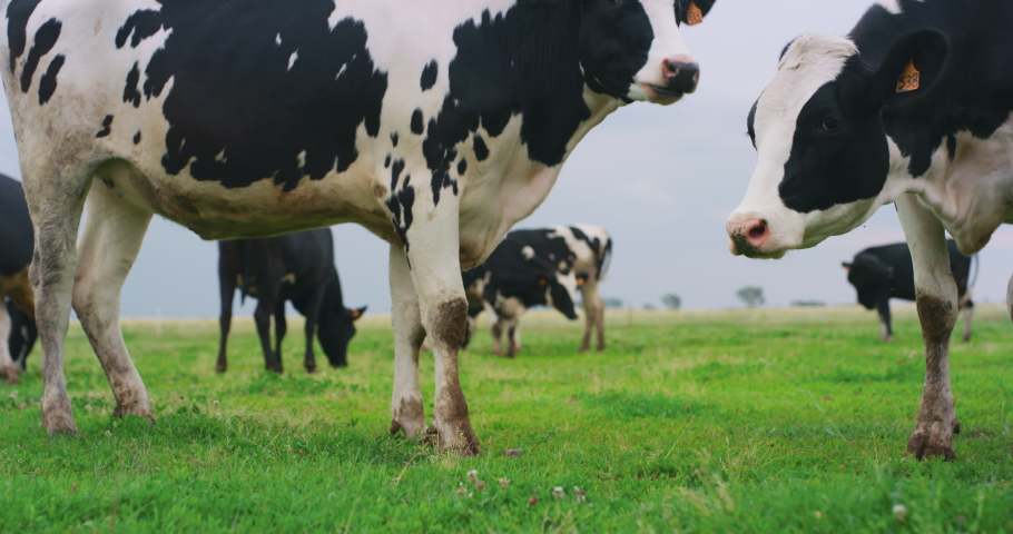 The Cows Used for Biological Stock Footage Video (100% Royalty-free ...