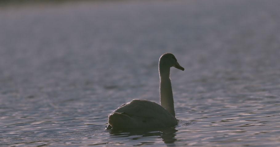 Swan Lake Stock Video Footage - 4K and HD Video Clips | Shutterstock