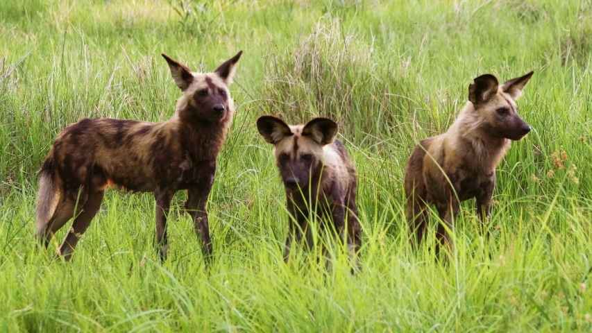 African Wild Dog - Lycaon pictus image - Free stock photo - Public ...