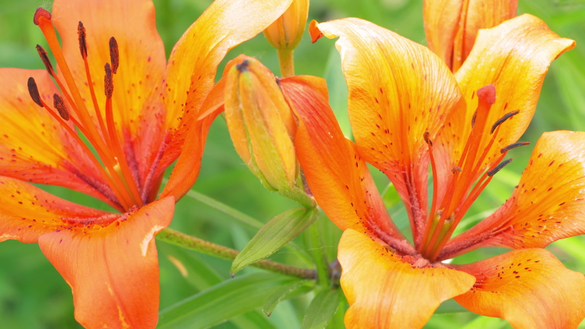Orange Tiger Lily image - Free stock photo - Public Domain photo - CC0 ...