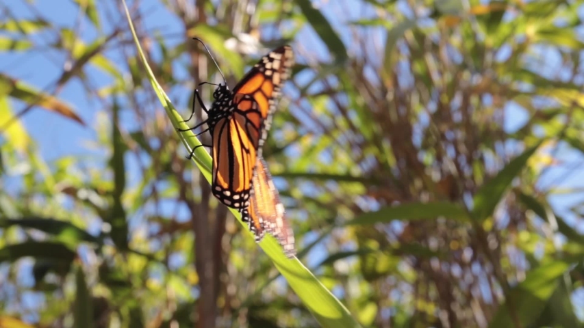 Butterfly Flapping its Wings On Stock Footage Video (100% Royalty-free ...