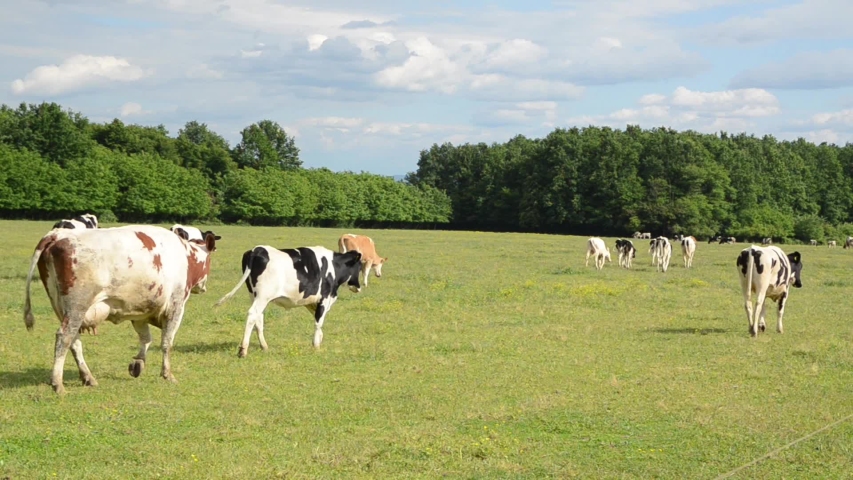Cows Grazing Fresh Green Grass Stock Footage Video (100% Royalty-free ...