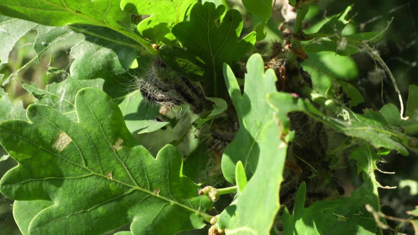 toxic caterpillar infestation plagues oak trees Stock Footage Video ...