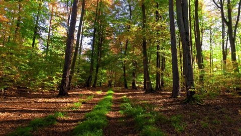 Dutch Forrest Path Stock Photo 638511925 | Shutterstock