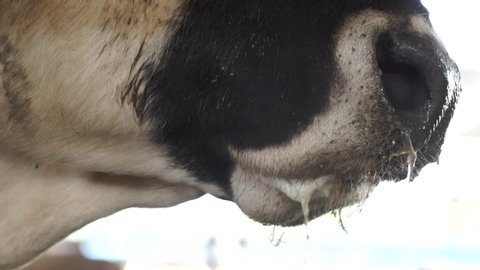 Cow Saliva Mouth Close Stock Footage Video (100% Royalty-free ...