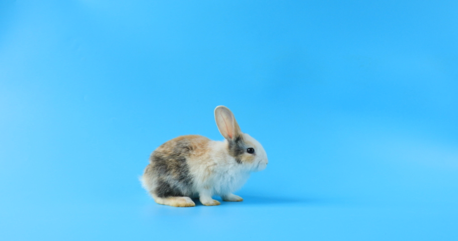 adorable bunny easter rabbit running around Stock Footage Video (100% ...