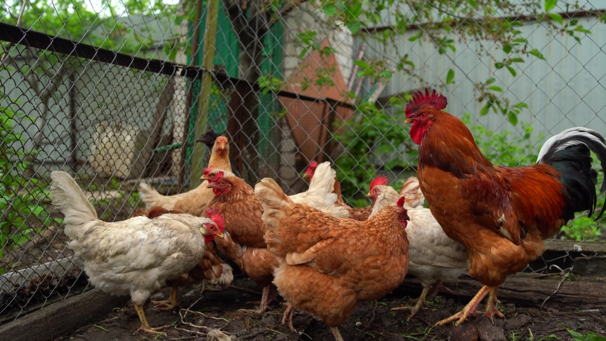 close adult rooster chickens paddock portrait Stock Footage Video (100% ...