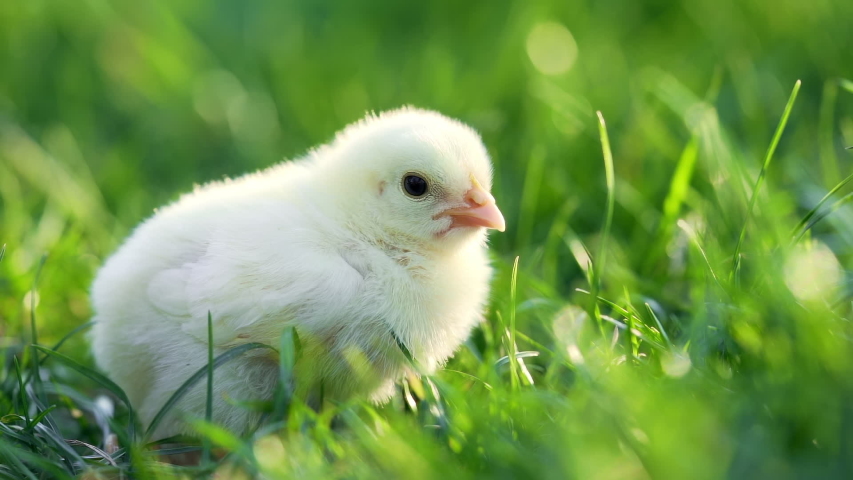 Poultry Backyard Stock Video Footage - 4K and HD Video Clips | Shutterstock