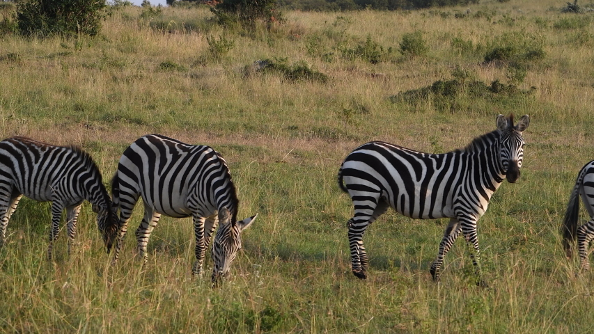 African Zebrase Through While One Stock Footage Video (100% Royalty ...