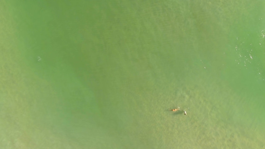 danger shark emerald waters near two Stock Footage Video (100% Royalty ...