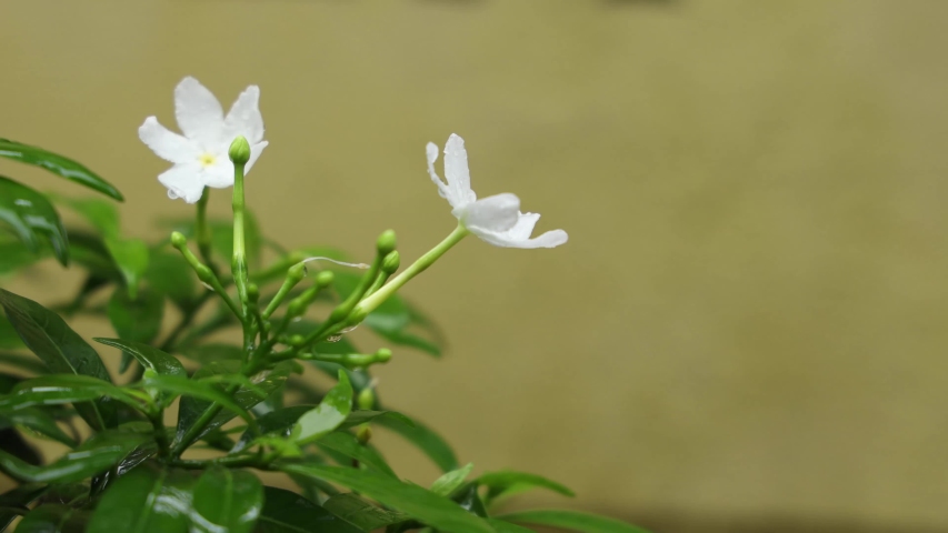 Butterfly Lily Stock Video Footage - 4K and HD Video Clips | Shutterstock