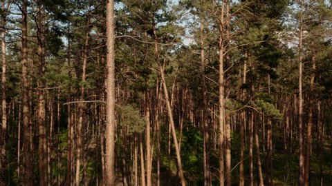 Garden Lyptus Trees Stock Photo 1281052072 | Shutterstock