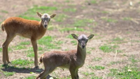 Kids European Mouflon Clovenhoofed Animals Zoo Stock Footage Video (100 ...