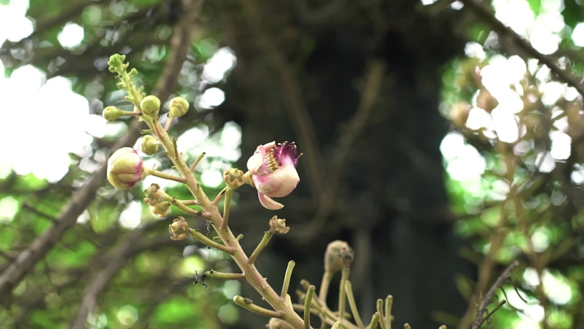 Sal Tree Leaf Stock Video Footage - 4K and HD Video Clips | Shutterstock