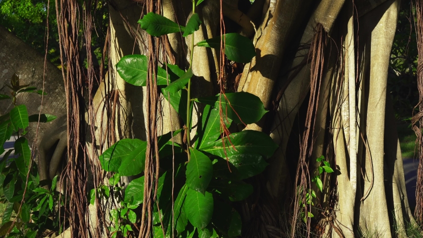 Roots Hang Stock Video Footage - 4K and HD Video Clips | Shutterstock