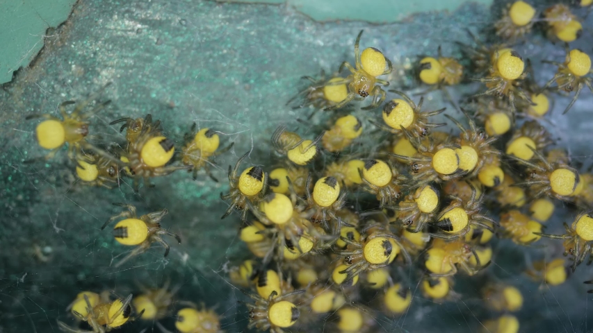Cluster Baby Spiders European Garden Spider Stock Footage Video (100% ...