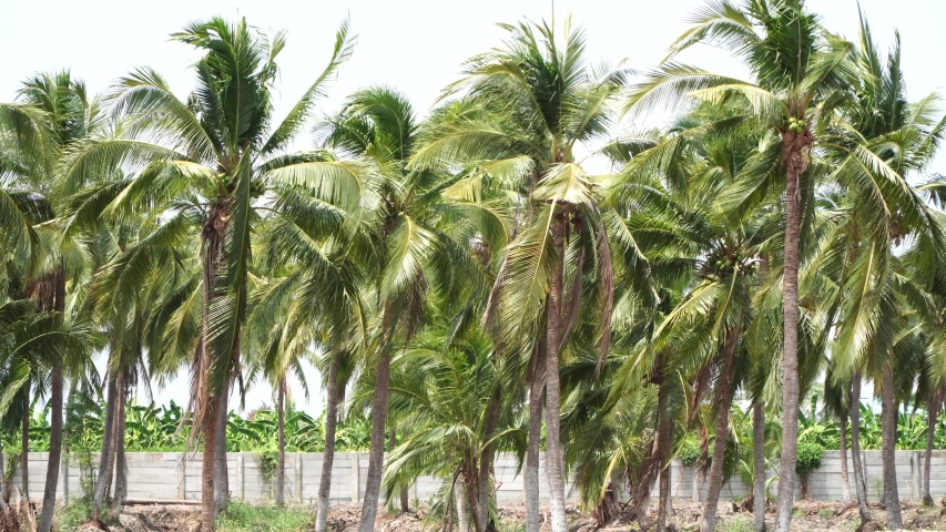 group coconut tree fronds blowing wind Stock Footage Video (100% ...