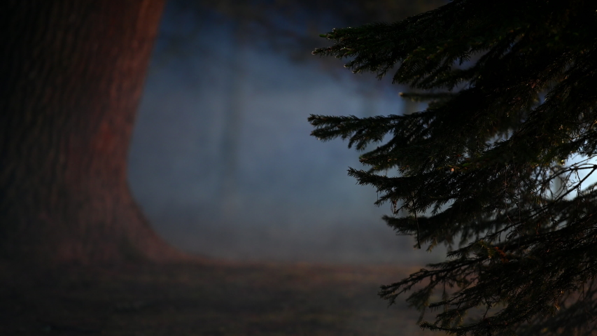 Dark Pathway Landscape Stock Video Footage - 4K and HD Video Clips ...