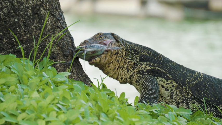 Monitor Lizard Eating a Big Stock Footage Video (100% Royalty-free ...