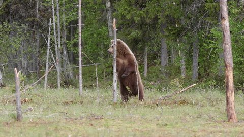 Brown Bear Standing Against Tree Stock Footage Video (100% Royalty-free ...