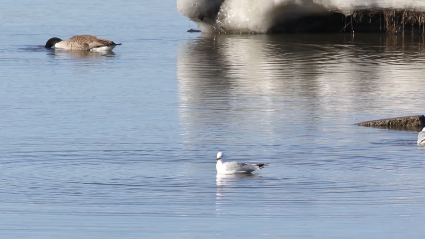 Ring Billed Gull in flight image - Free stock photo - Public Domain ...