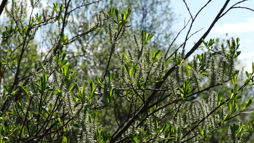 Spring Willow in Bloom image - Free stock photo - Public Domain photo ...