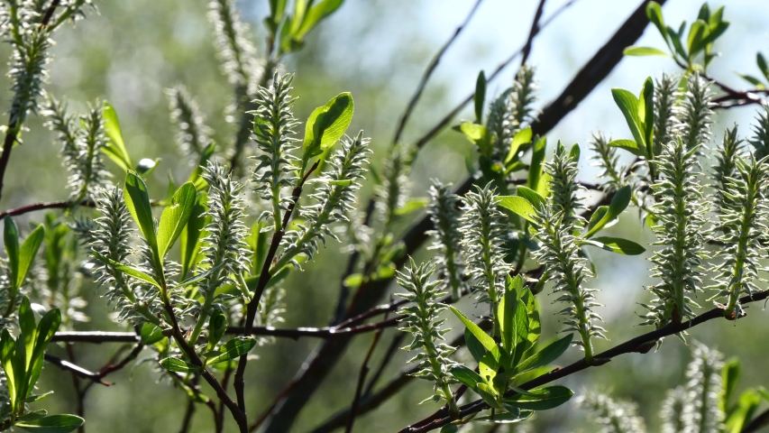 Spring Willow in Bloom image - Free stock photo - Public Domain photo ...