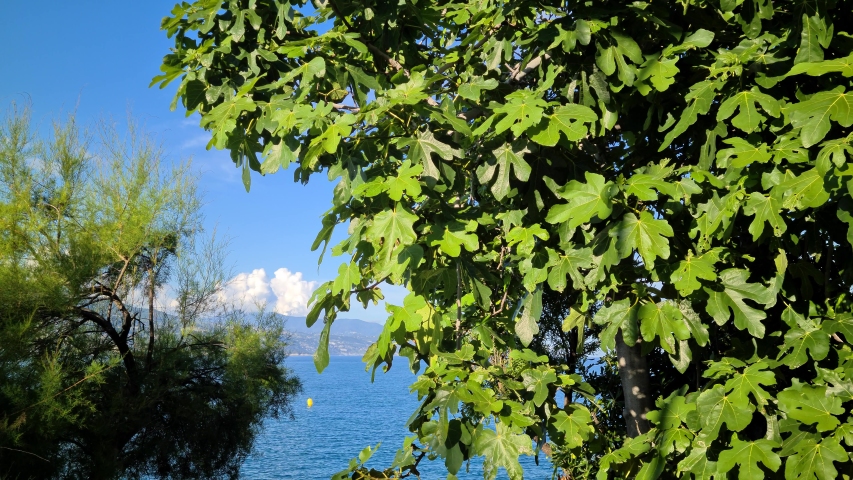 8k green branches fig tree blue Stock Footage Video (100% Royalty-free ...