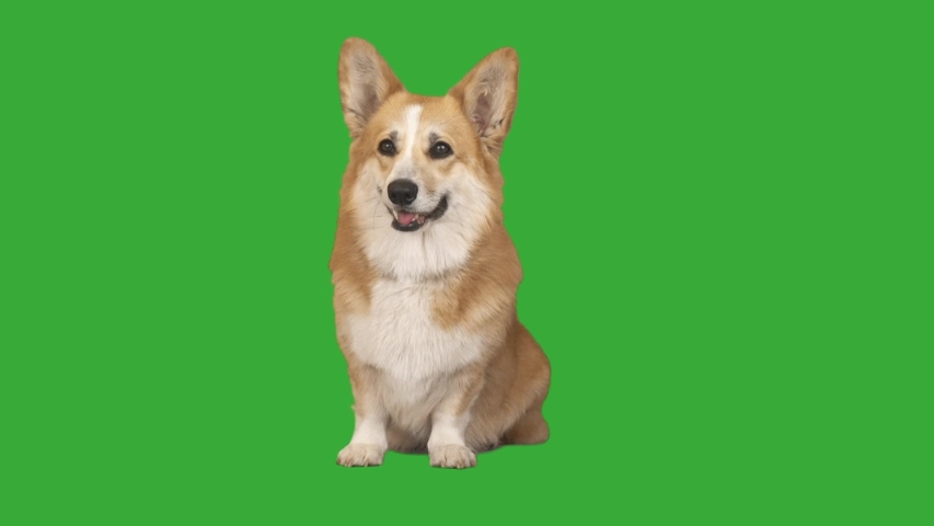 welsh corgi dog on green screen Stock Footage Video (100% Royalty-free ...