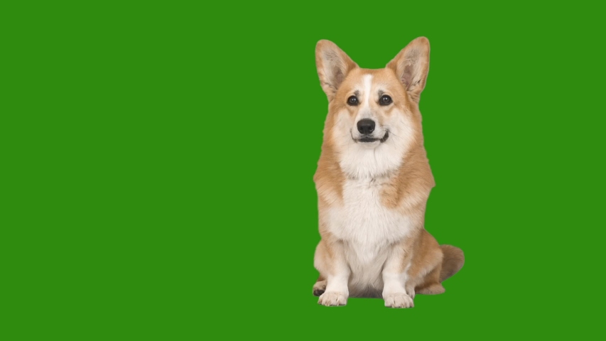 Welsh Corgi Dog On Green Screen Stock Footage Video (100% Royalty-free ...