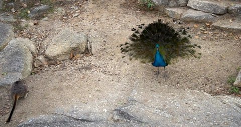 Angry Peacock Wallaby Wildlife Nature Stock Footage Video (100% Royalty ...